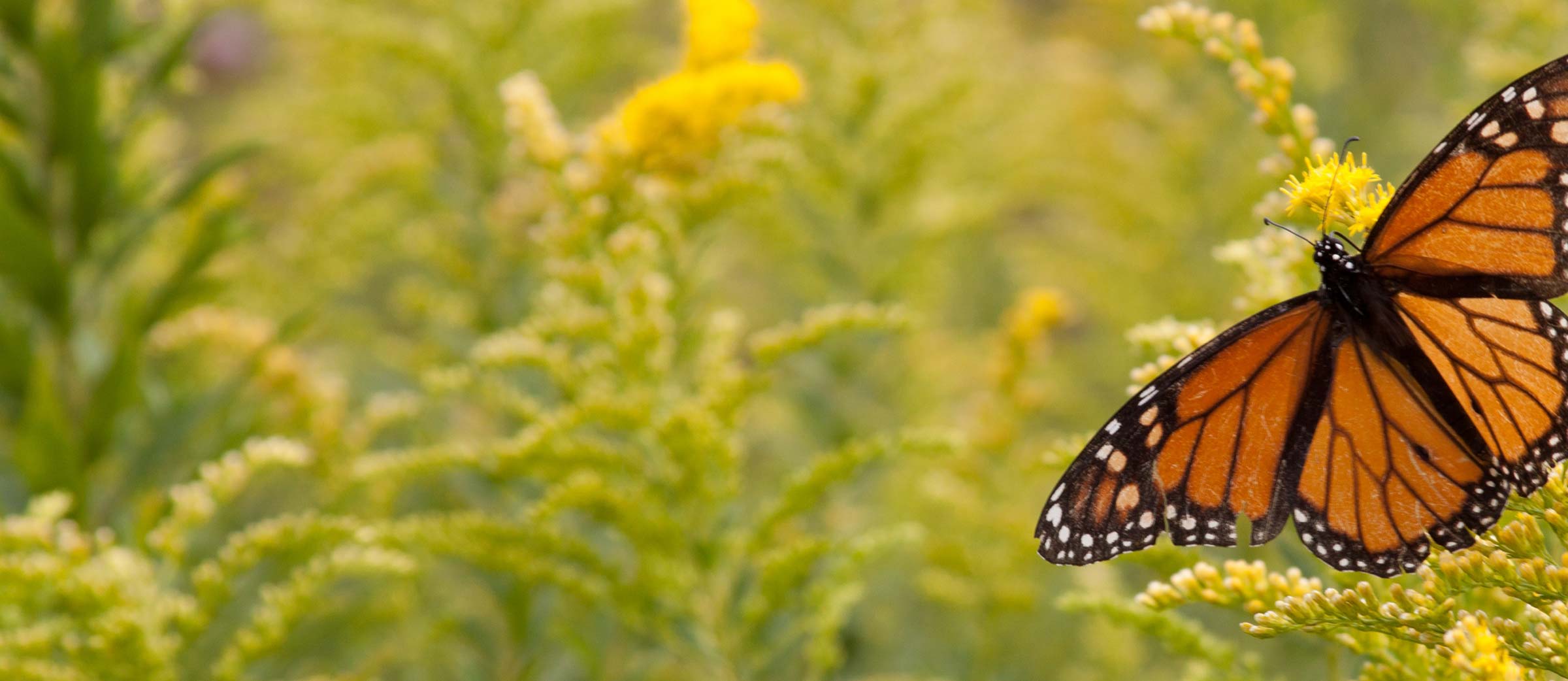 Home - Interactive Monarch Migration Map