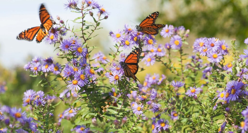Home - Interactive Monarch Migration Map