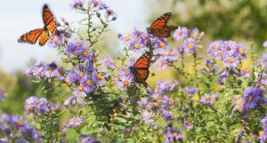 Home - Interactive Monarch Migration Map
