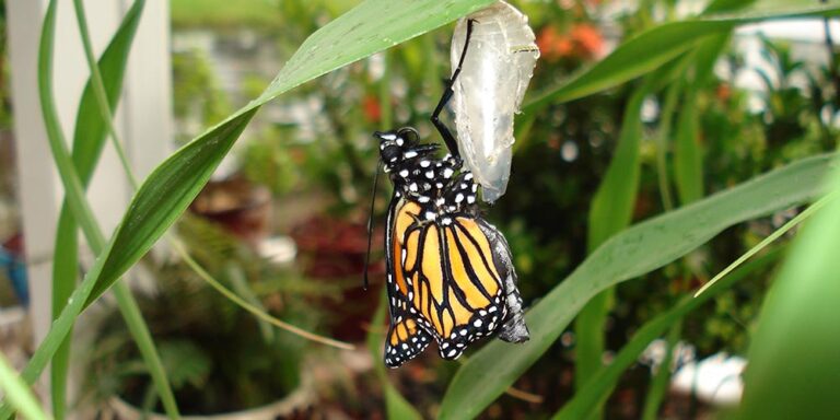 Home - Interactive Monarch Migration Map