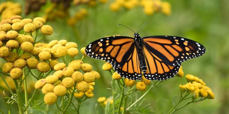 Home - Interactive Monarch Migration Map