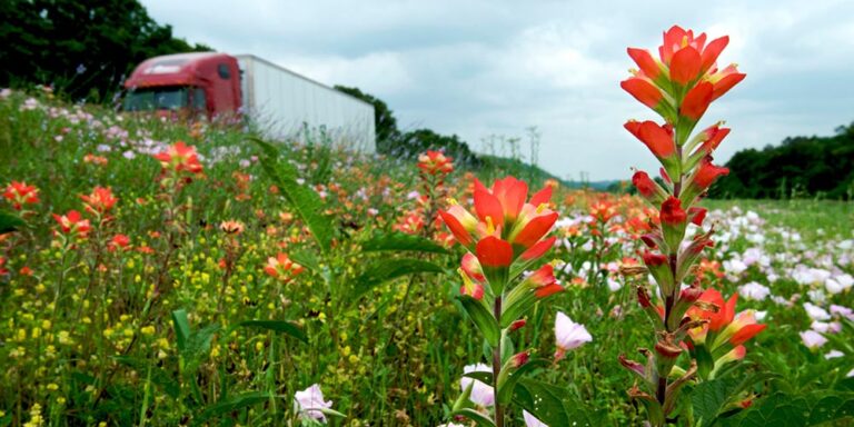 Home - Interactive Monarch Migration Map